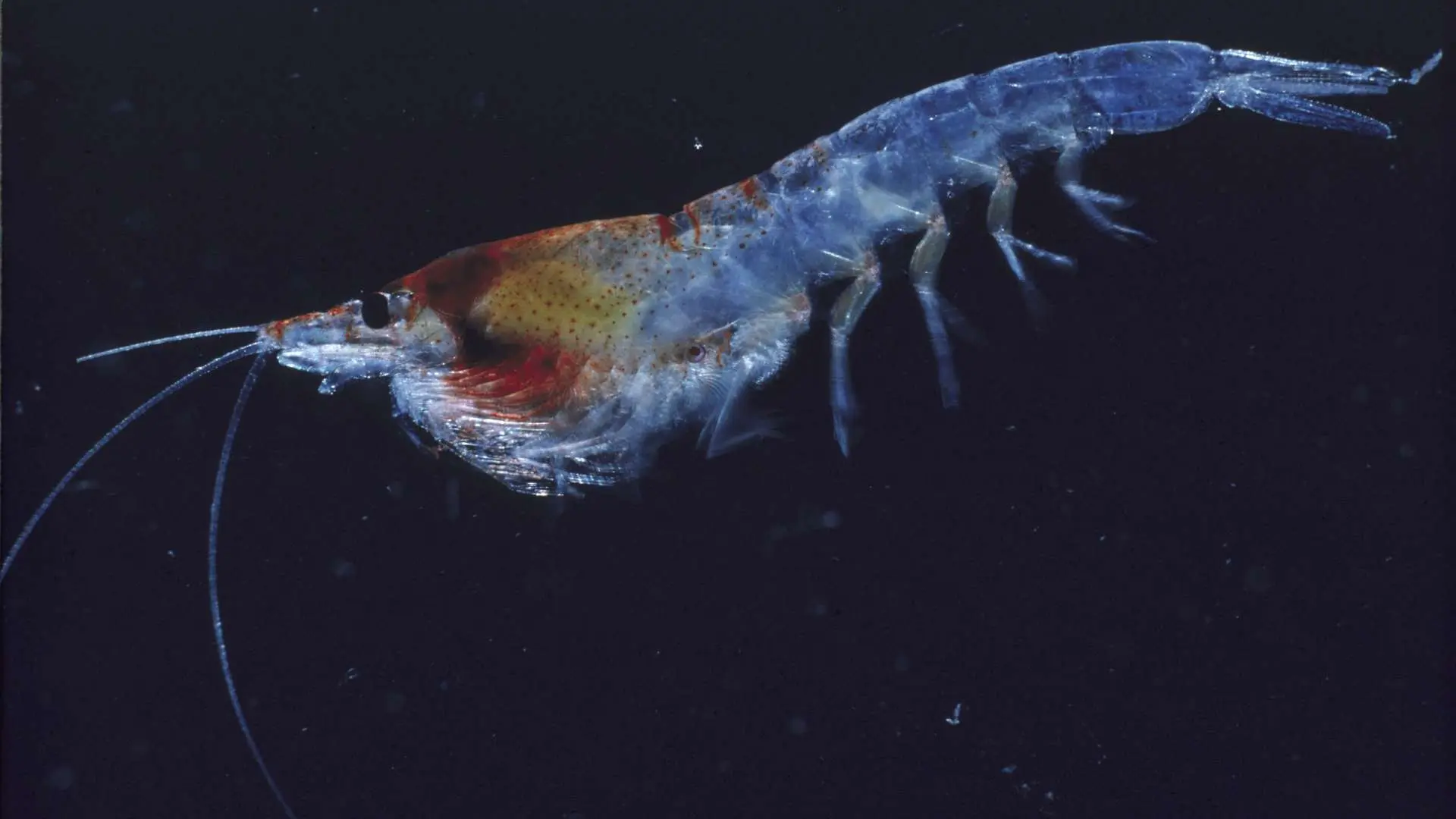 Plongez dans la fascinante histoire du krill | Perfect Health Solutions